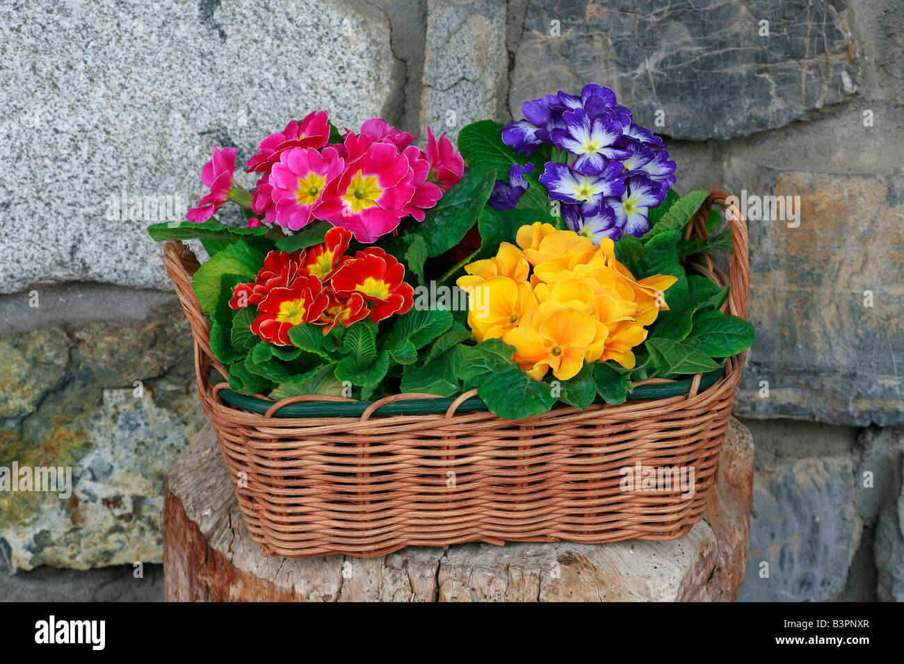 Primula vulgaris, hybrid Stock Photo - Alamy