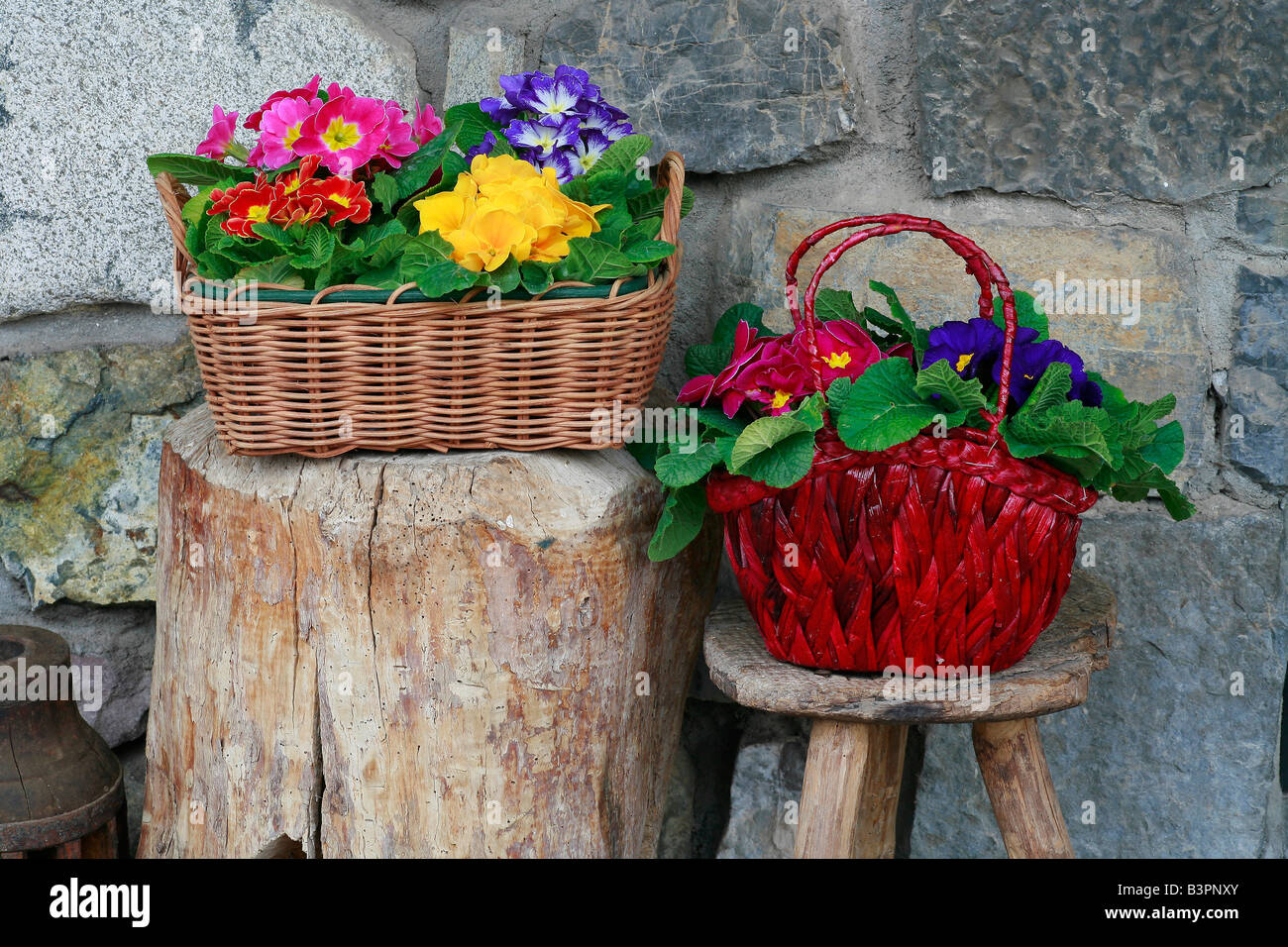 Primula vulgaris, hybrid Stock Photo - Alamy