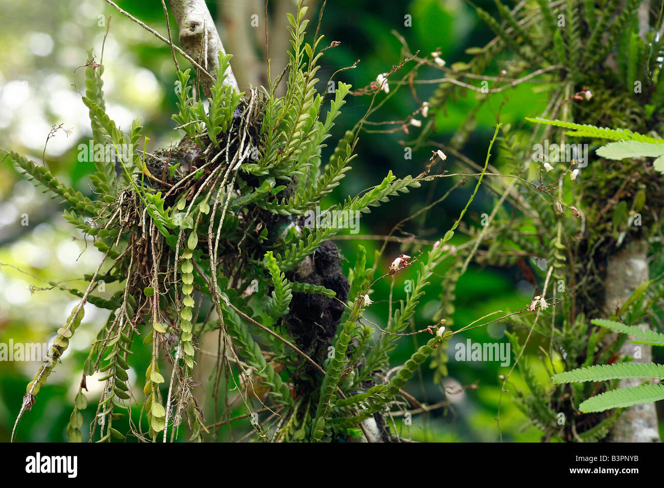Appendicula hi-res stock photography and images - Alamy