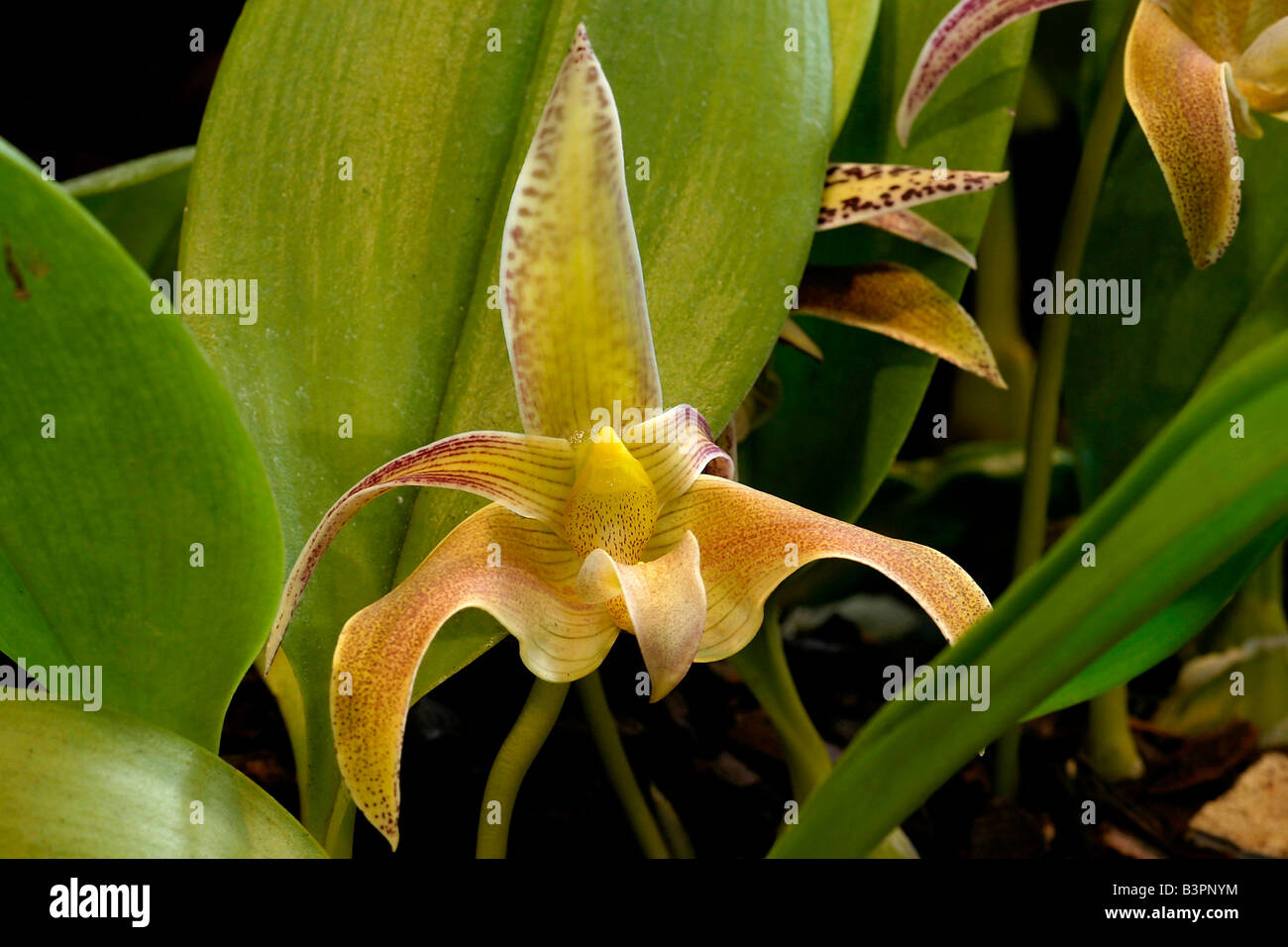 Sumatranum hi-res stock photography and images - Alamy