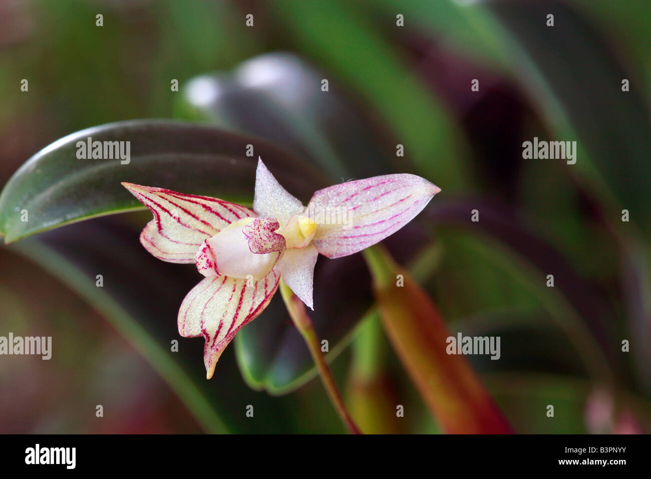 Ambrosia plant hi-res stock photography and images - Alamy