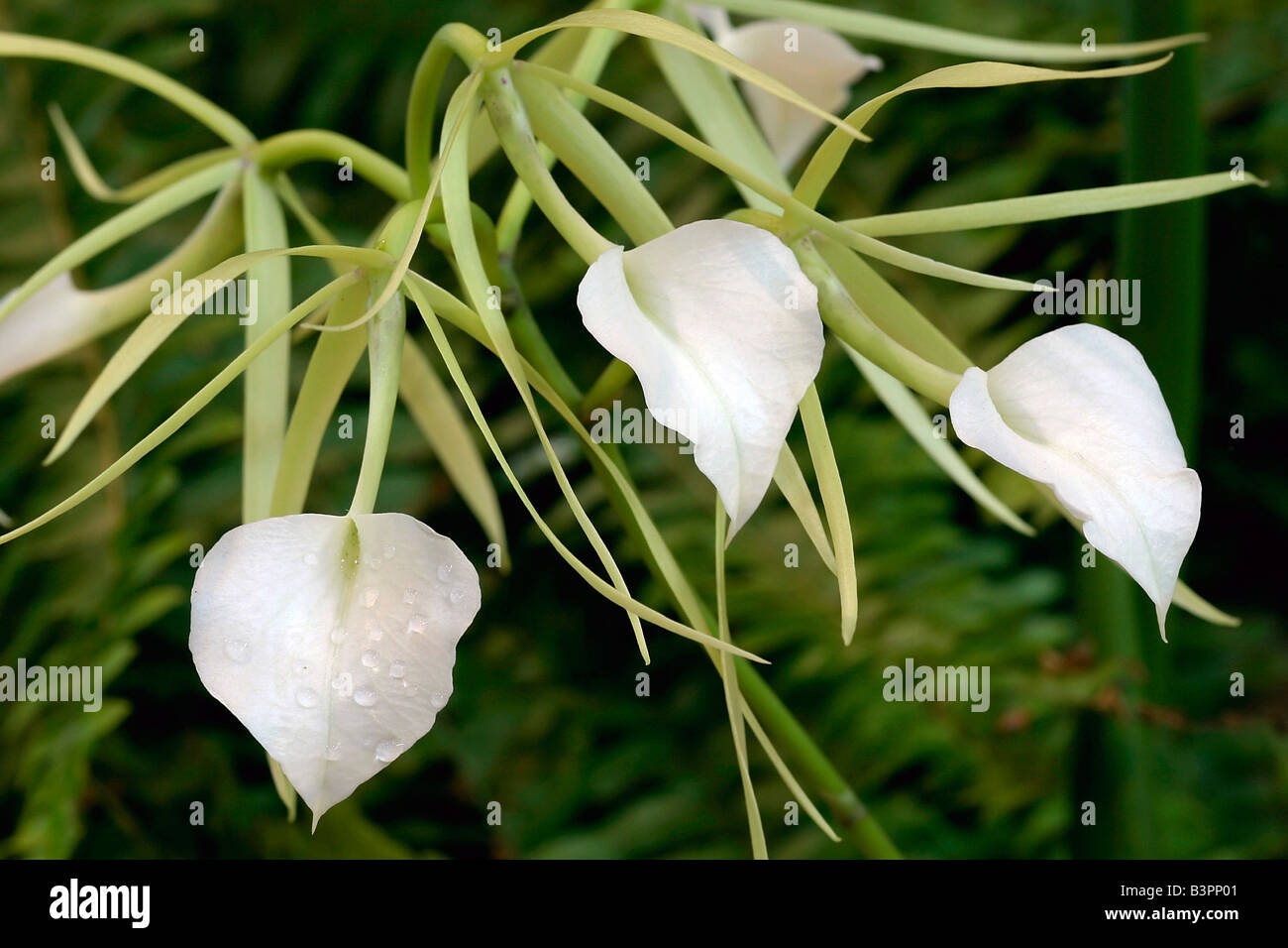 Nodosa hi-res stock photography and images - Alamy