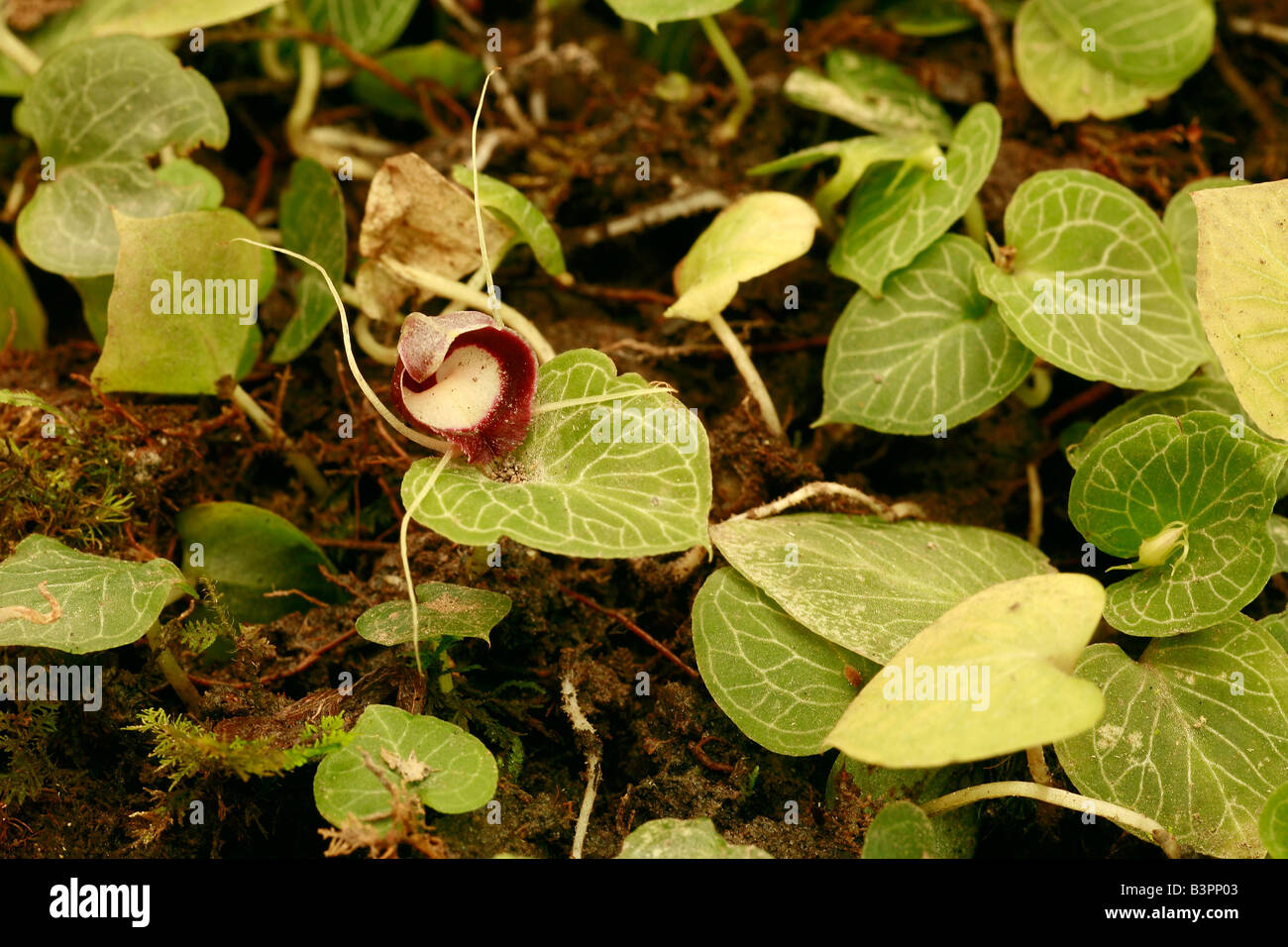 Corybas hi-res stock photography and images - Alamy