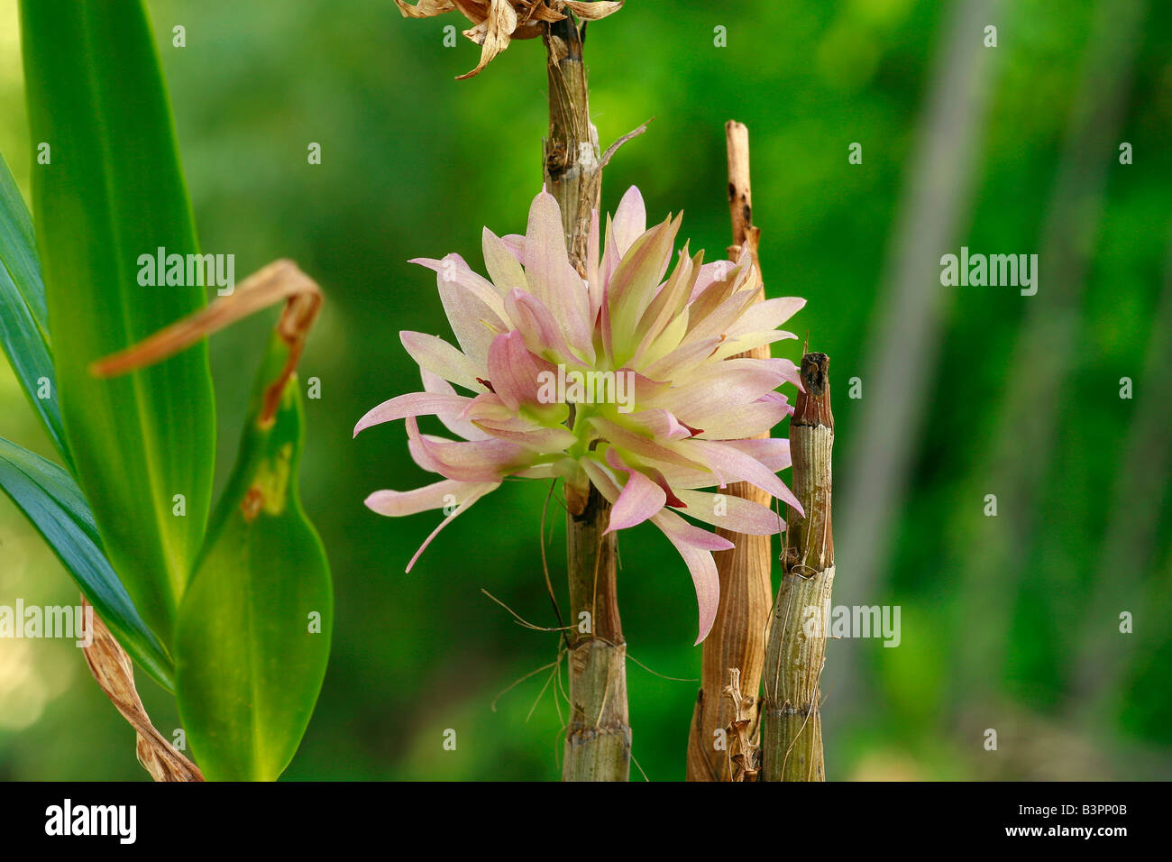 Dendrobium dendrobium sp hi-res stock photography and images - Alamy