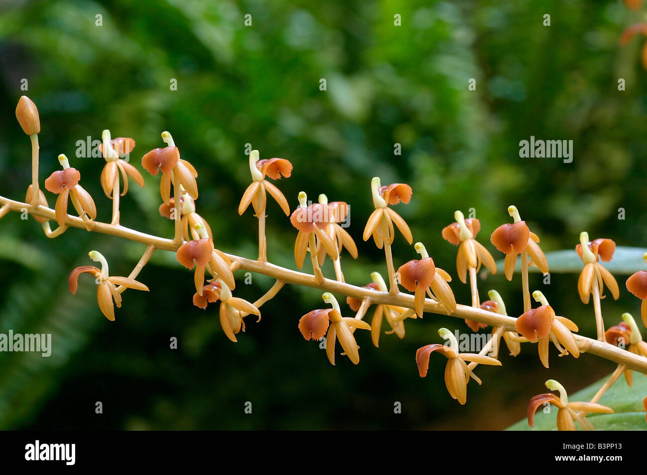 Liparis latifolia hi-res stock photography and images - Alamy