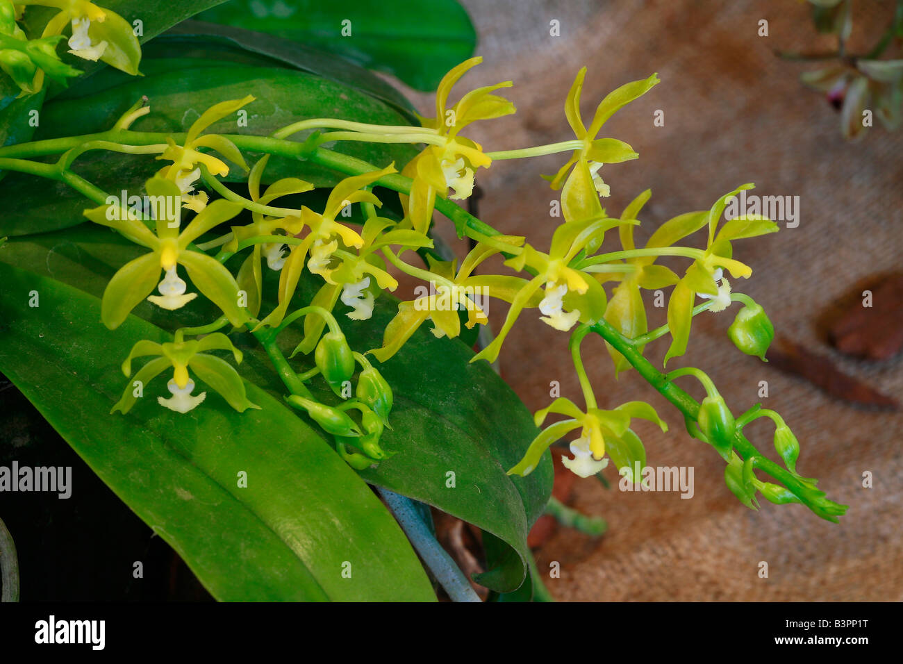 Mannii hi-res stock photography and images - Alamy
