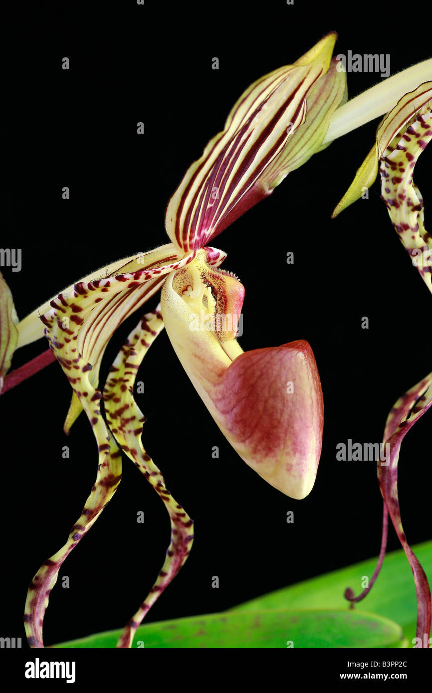 Susan Booth High Resolution Stock Photography and Images - Alamy