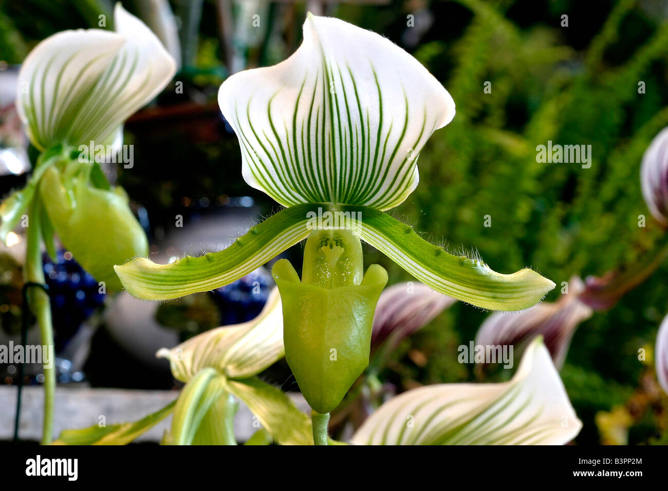 Paphiopedilum maudiae orchid hi-res stock photography and images - Alamy