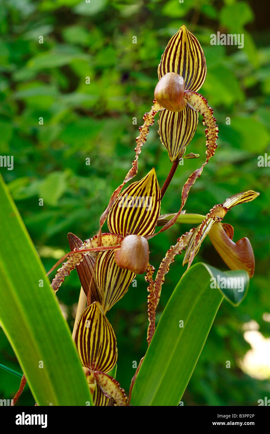 Rothschildianum hi-res stock photography and images - Alamy