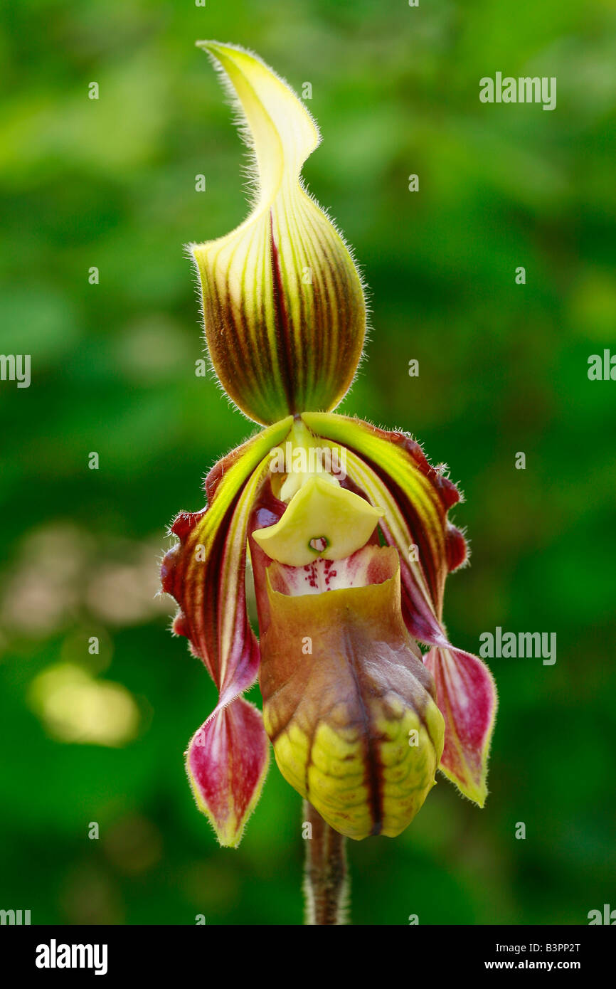 Paphiopedilum sangii hi-res stock photography and images - Alamy