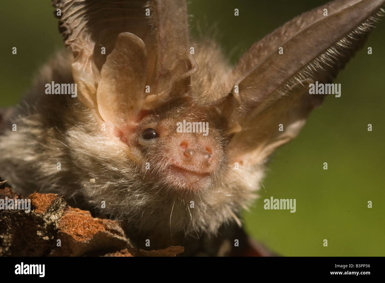 Plecotus auritus Brown long-eared bat Braunes Langohr Stock Photo - Alamy