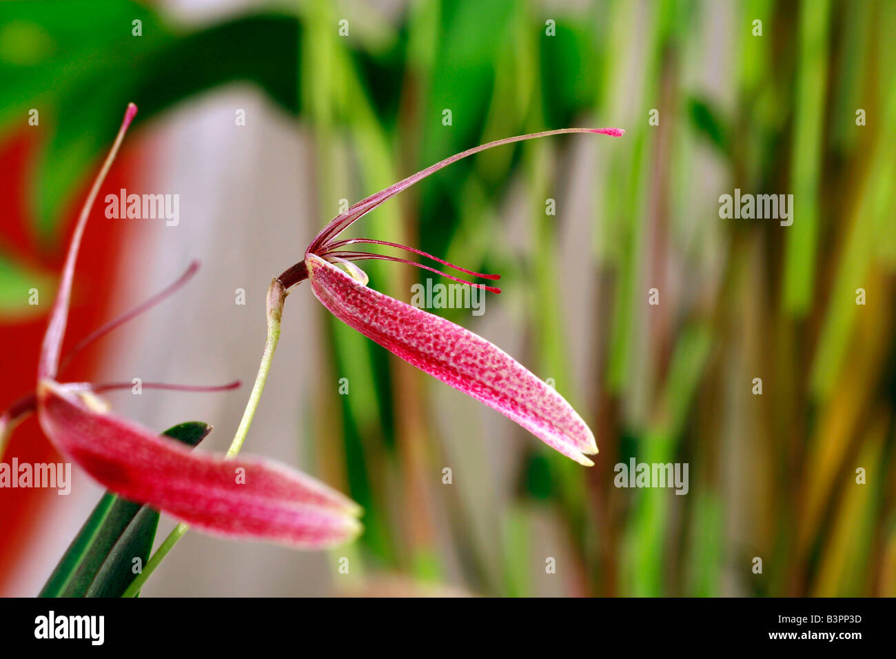 Restrepia High Resolution Stock Photography and Images - Alamy