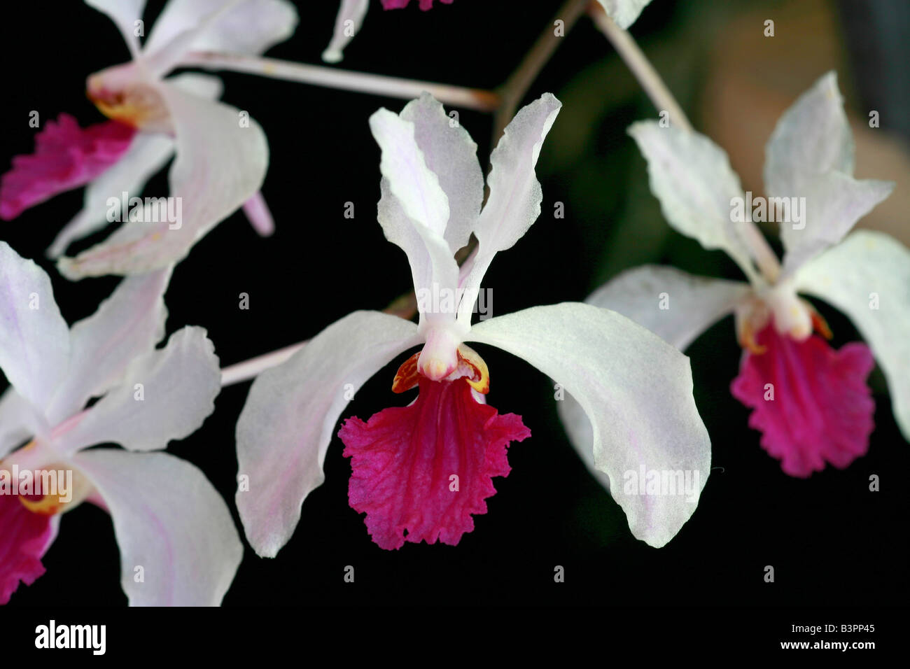 Kimballiana hi-res stock photography and images - Alamy