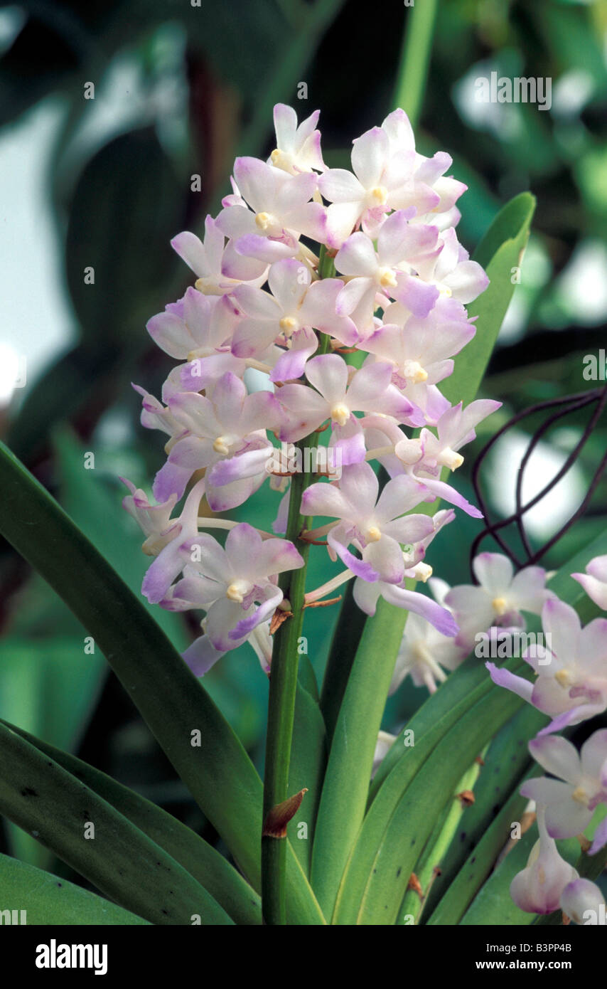 Orchid rhynchostylis hi-res stock photography and images - Alamy