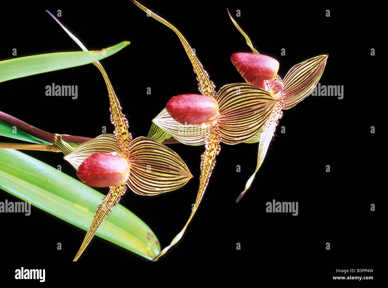 Rothschildianum High Resolution Stock Photography and Images - Alamy