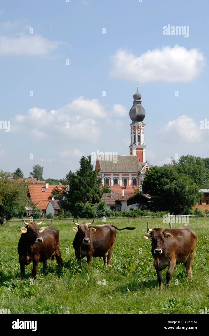Cows in front of the church of hi-res stock photography and images - Alamy
