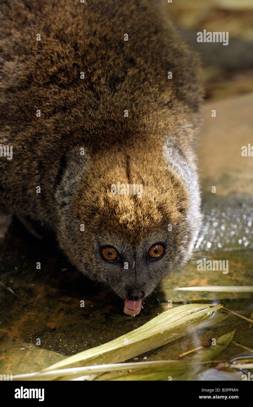 Portrait of an Eastern Lesser Bamboo Lemur (Hapalemur griseus), adult ...