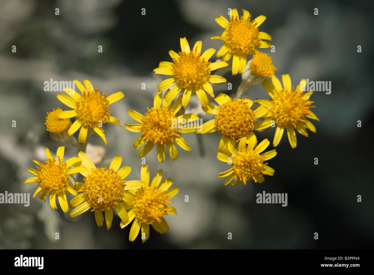 Senecio Cineraria or Dusty Miller (Senecio cineraria), blossom ...