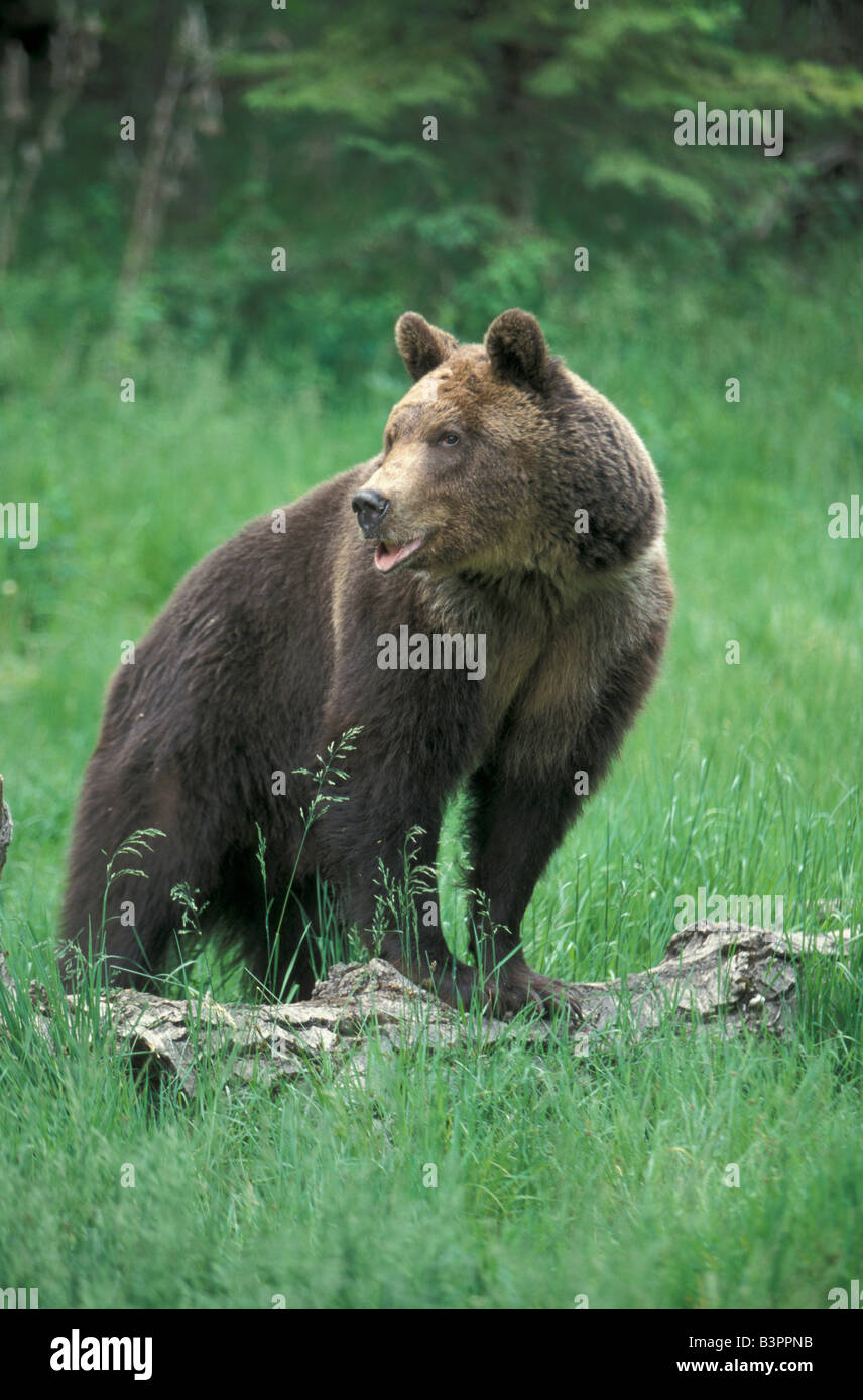 Grizzly Bear (Ursus arctos horribilis), adult, male, Montana, USA Stock Photo - Alamy