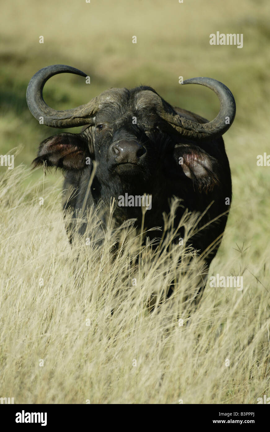 Kaffernbuffel buffel african buffalo hi-res stock photography and ...