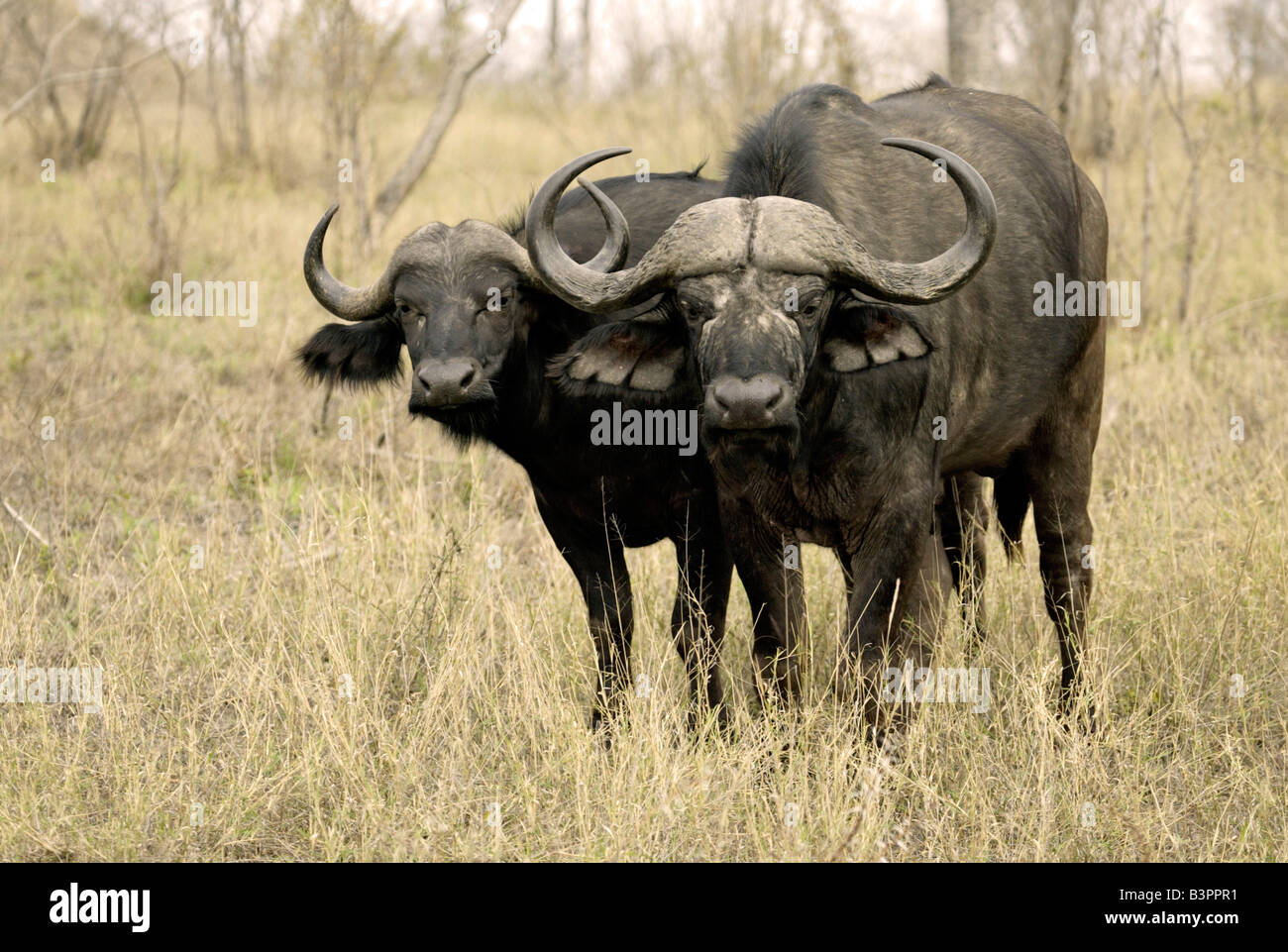 Two African Buffalos or Cape Buffalos (Syncerus caffer), adult, Sabi ...