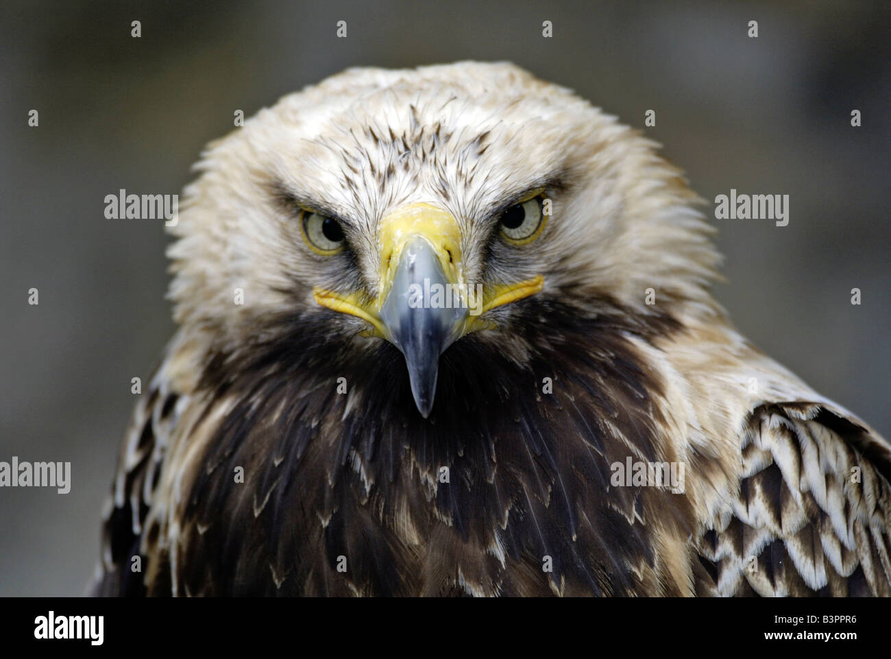 Spanish Imperial Eagle, Iberian Imperial Eagle or Adalbert's Eagle ...