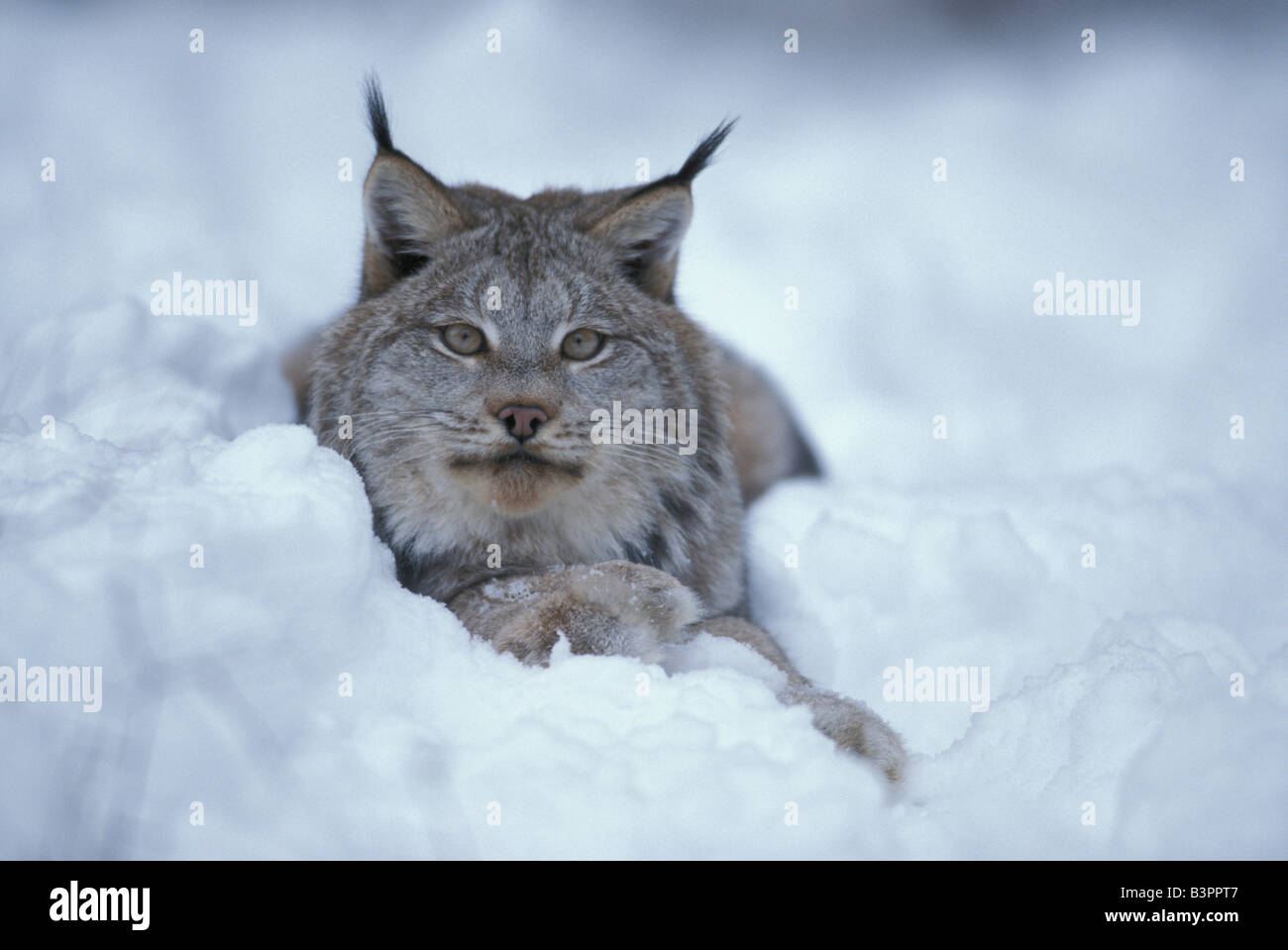 Canadian lynx (Lynx canadensis), adult, male, in the snow, portrait ...