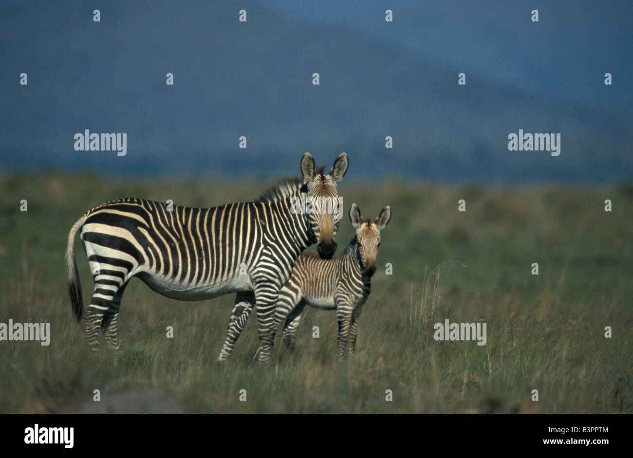 Zebra filly hi-res stock photography and images - Alamy