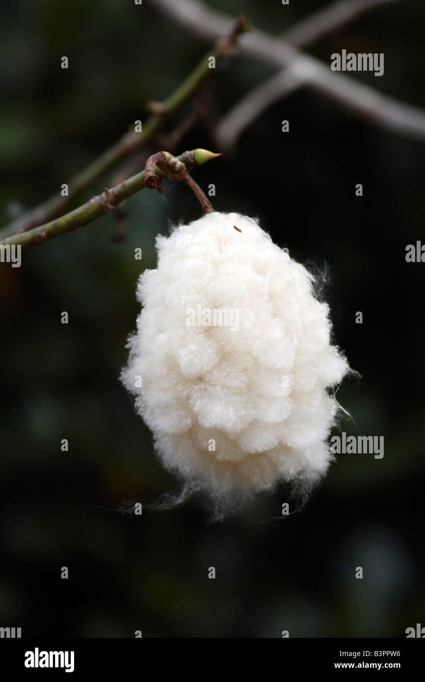 Cotton Tree or Tree Cotton (Bombax ceiba), fruit, Nosy Be, Madagascar ...