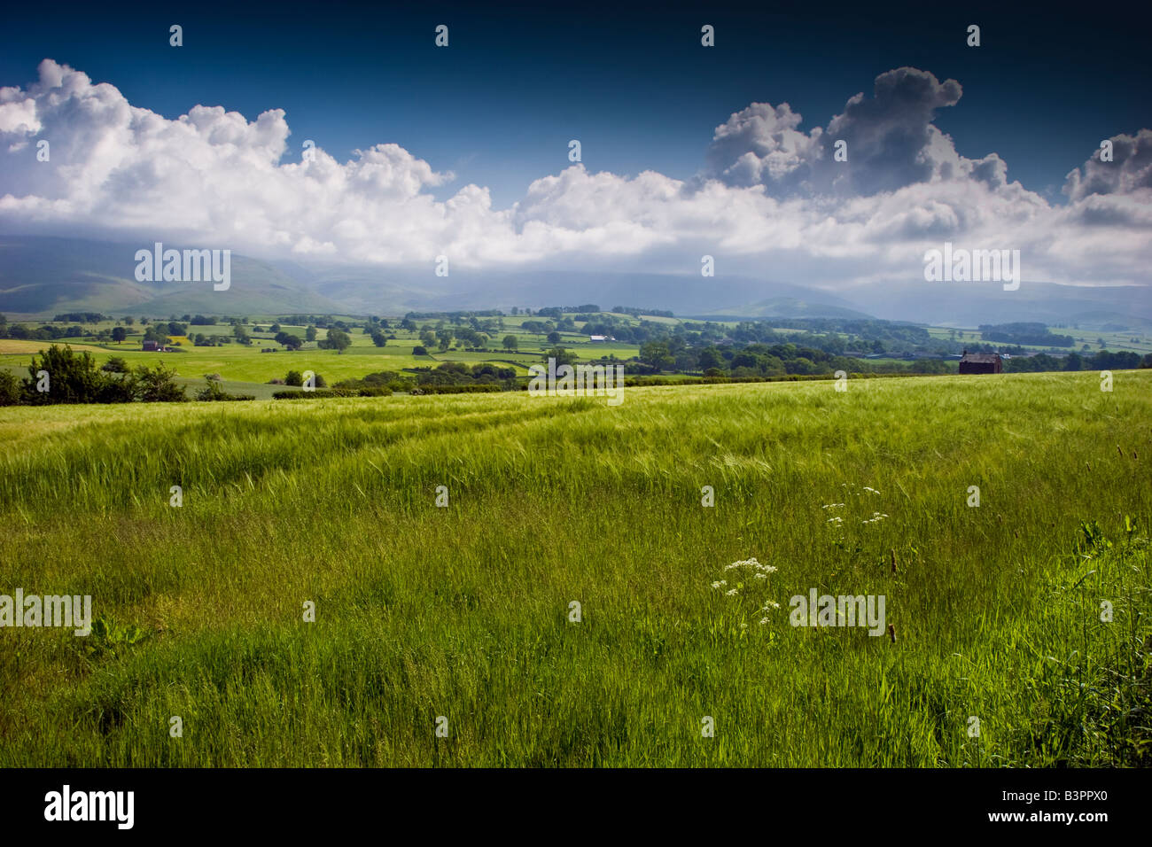 Countryside near Langwathby Cumbria, England Great Britain UK 2008 ...