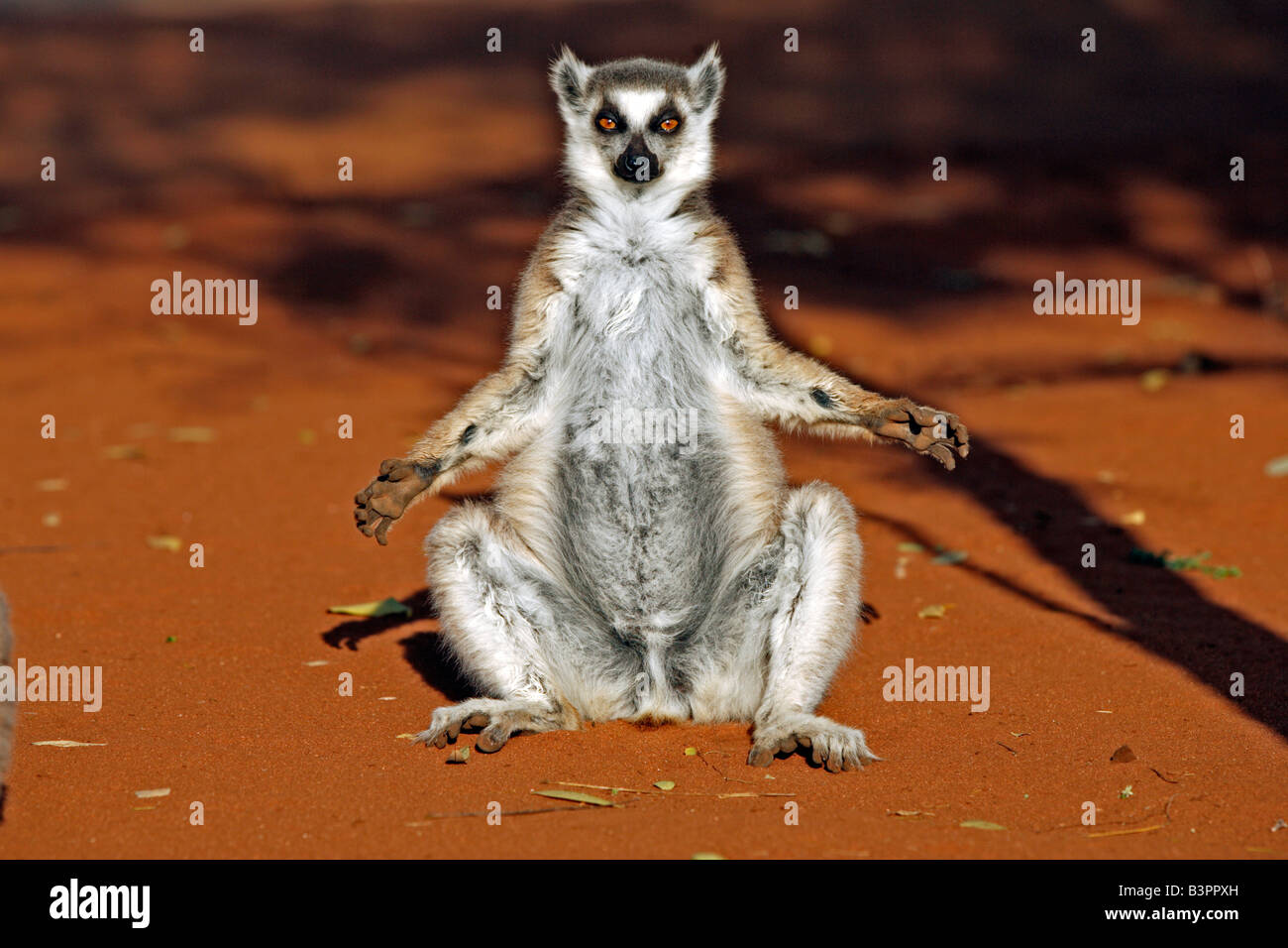 Lemur Sunbathing High Resolution Stock Photography and Images - Alamy