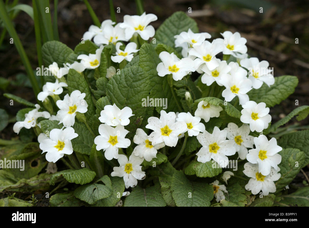White blossoms of the Primrose (Primula vulgaris Stock Photo - Alamy