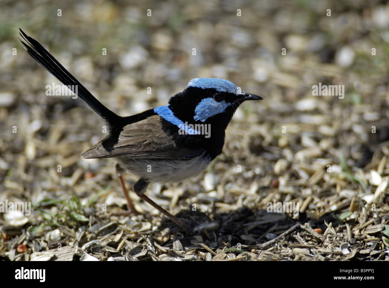 Wrens australian wrens hi-res stock photography and images - Alamy