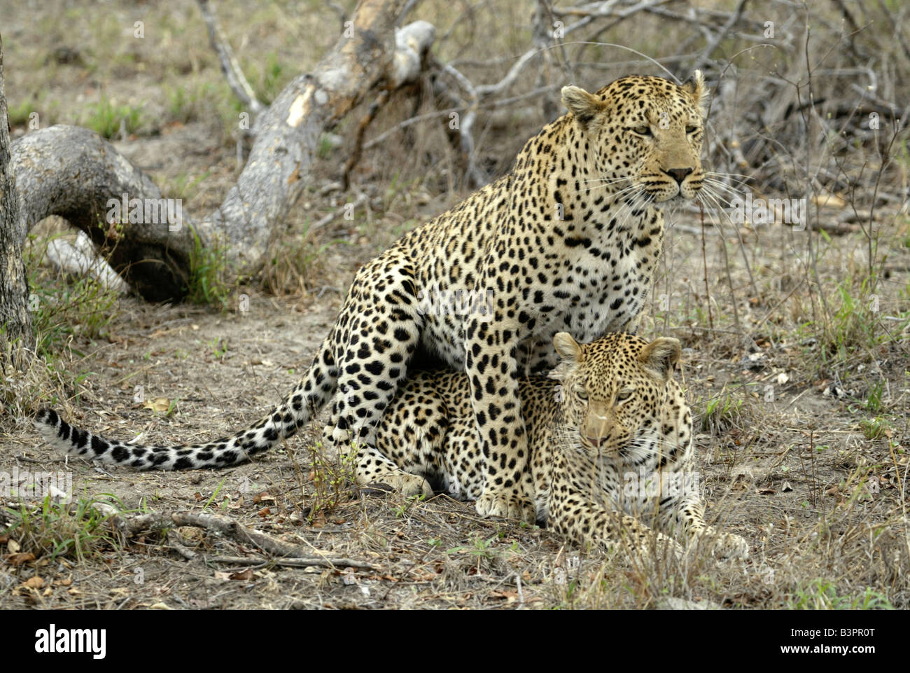 Leopards (Panthera pardus), couple, Sabi Sand Game Reserve, South ...