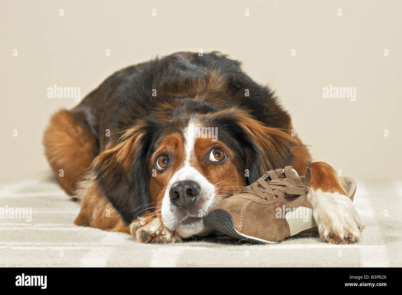 Dog shoe hi-res stock photography and images - Alamy