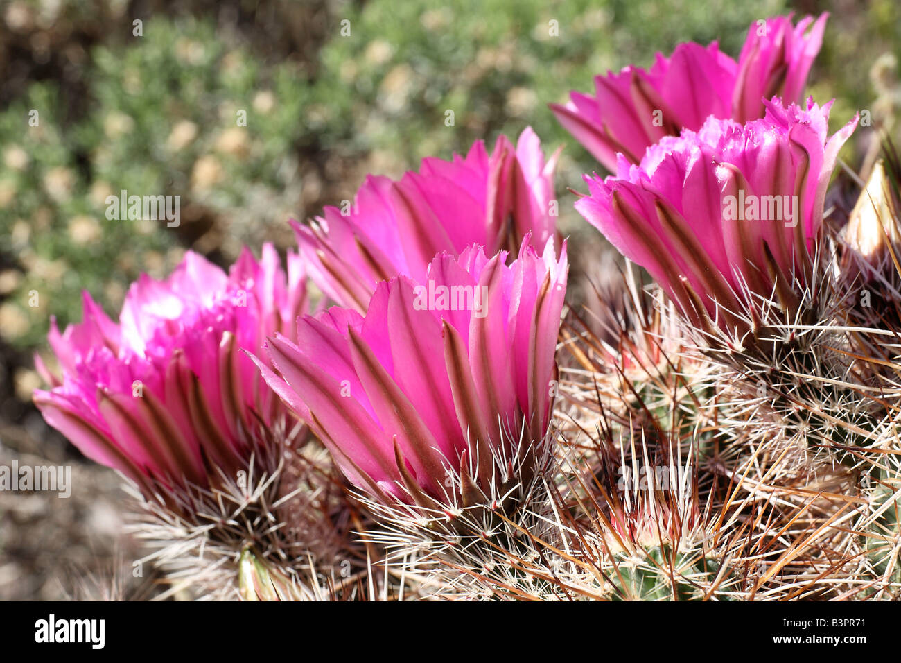 Strawberry Hedgehog Cactus (Echinocereus engelmannii), California, USA ...