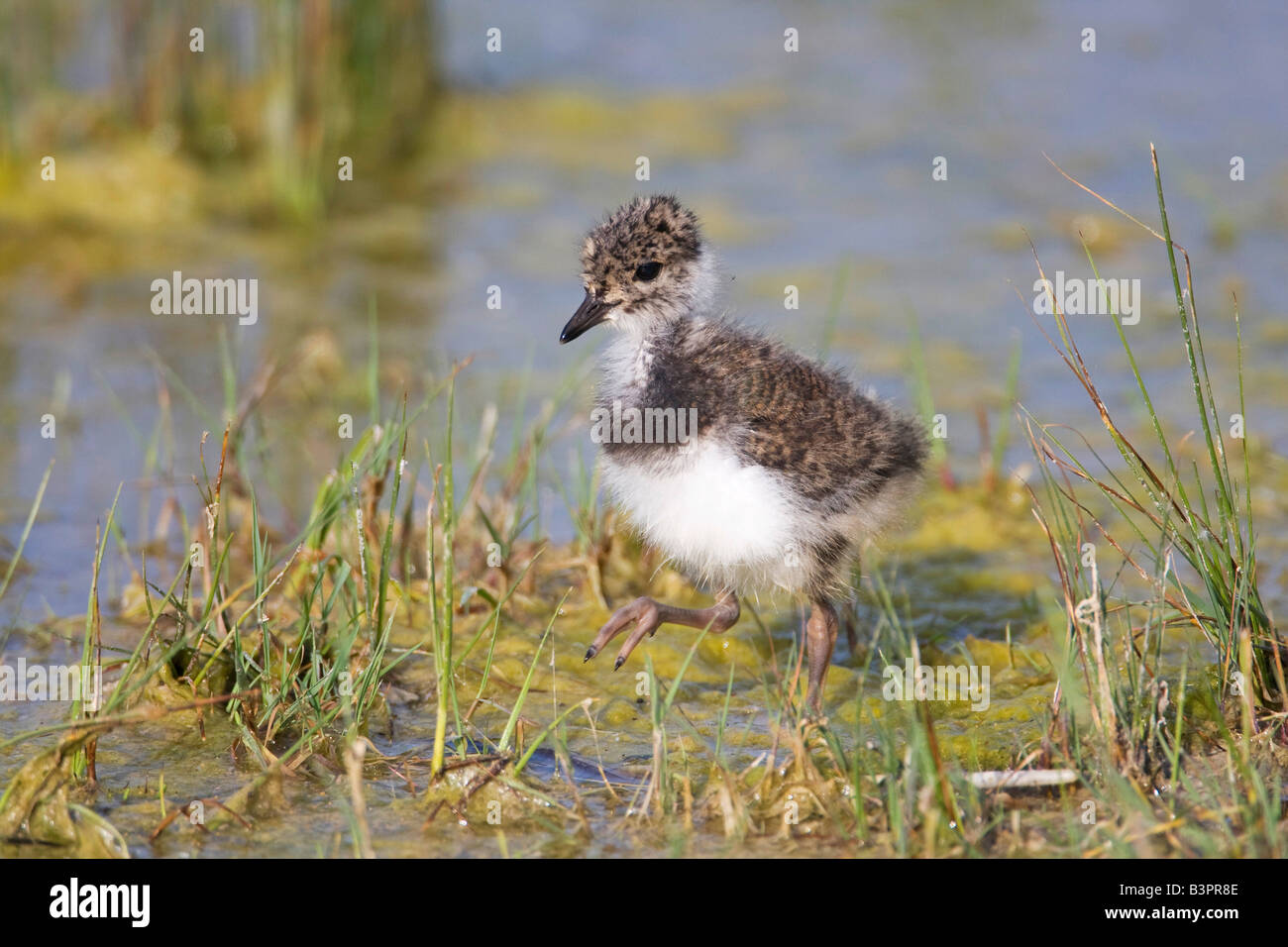 Peewit chick hi-res stock photography and images - Alamy
