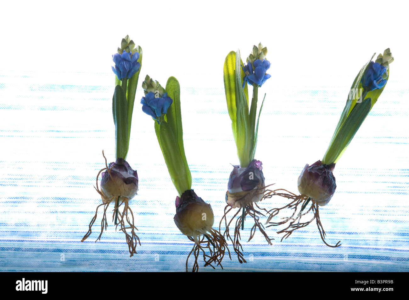 Crocus cloth hi-res stock photography and images - Alamy