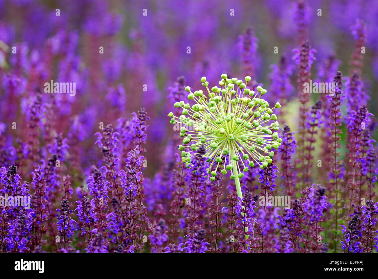 Allium field hi-res stock photography and images - Alamy