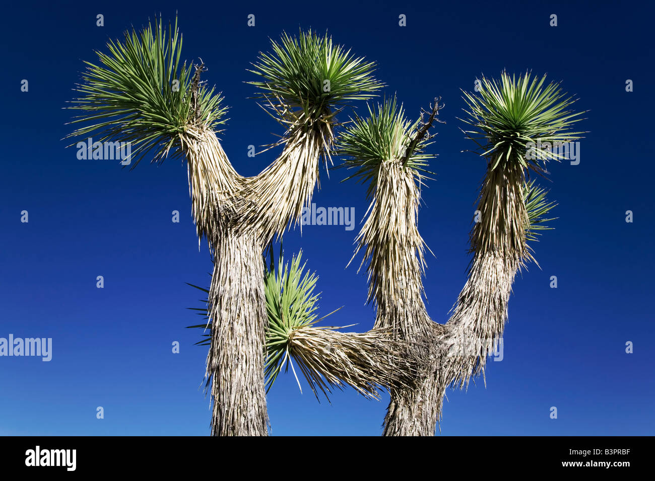 Palm tree zone hi-res stock photography and images - Alamy