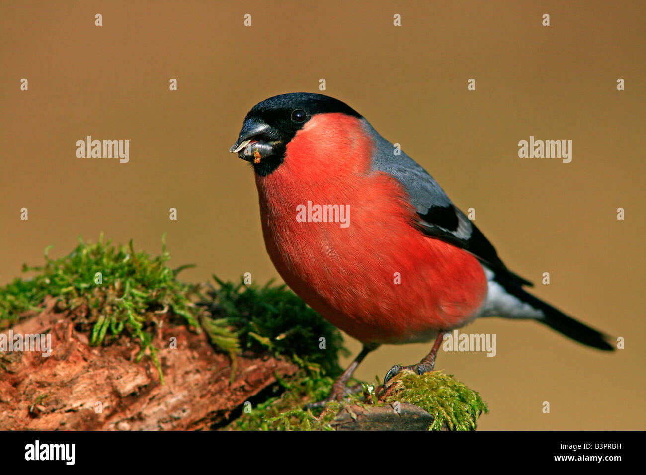 Eurasian Bullfinch (Pyrrhula pyrrhula Stock Photo - Alamy