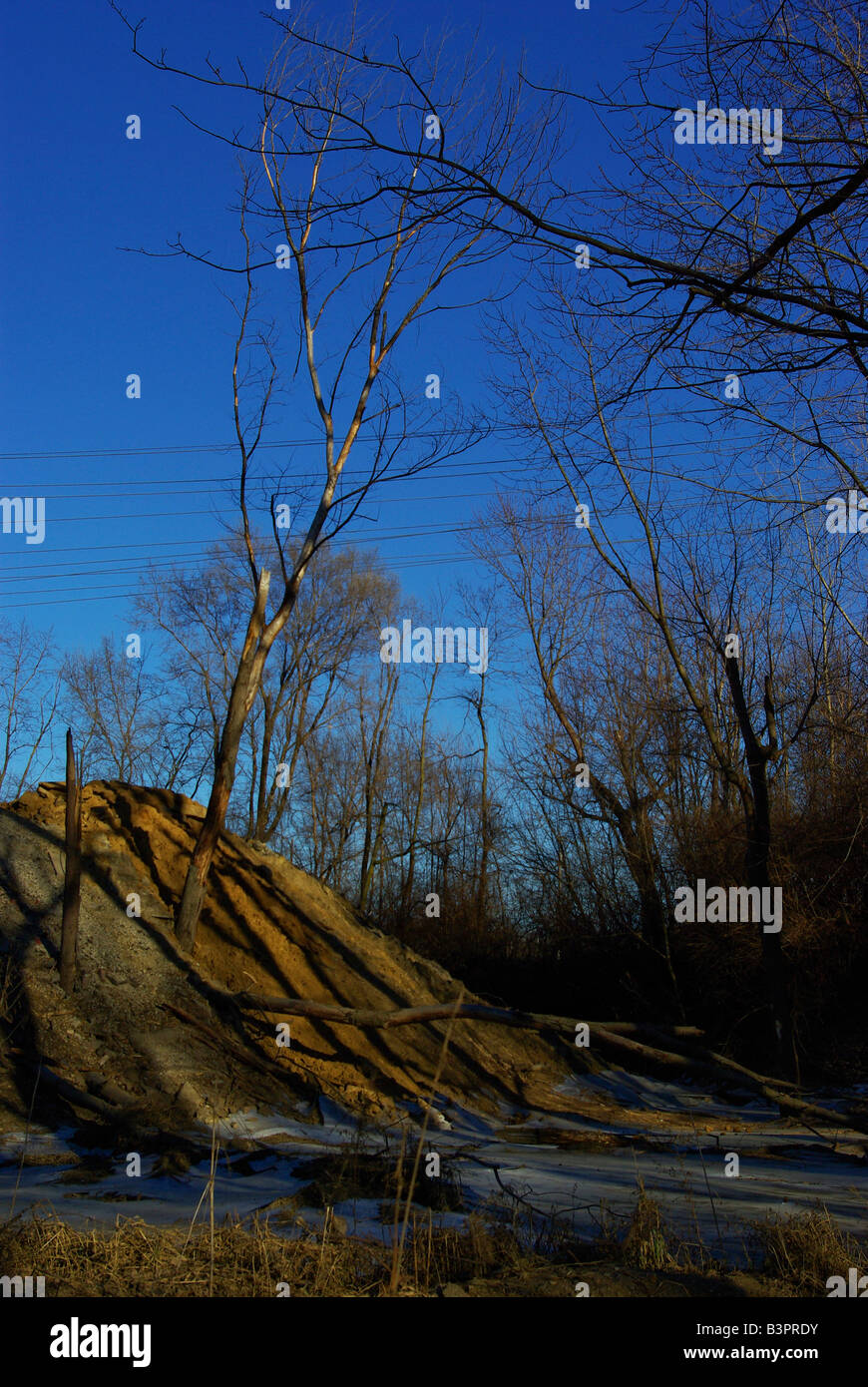 Dead trees grow from a mound of earth Stock Photo - Alamy