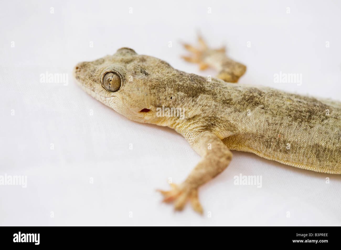 Gecko on white Stock Photo - Alamy