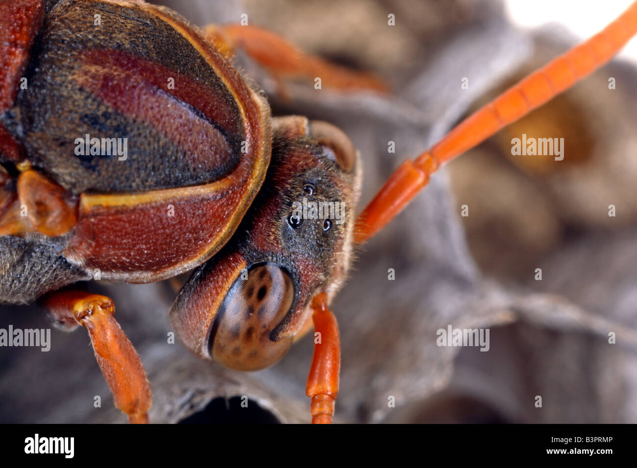 Three simple eyes hi-res stock photography and images - Alamy