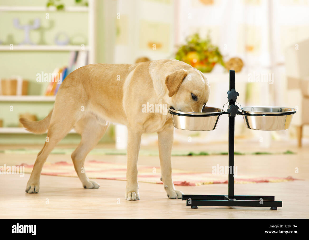 Labrador Retriever eats from a height-adjustable feed bar Stock Photo ...