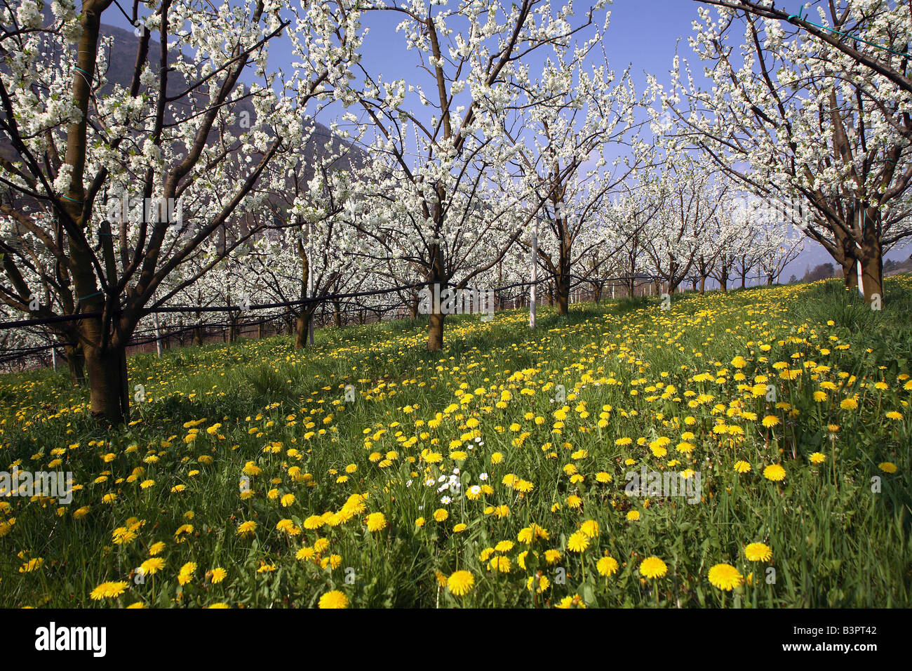 Cherry trees, Vigolo Vattaro, Trentino Alto Adige, Italy Stock Photo ...