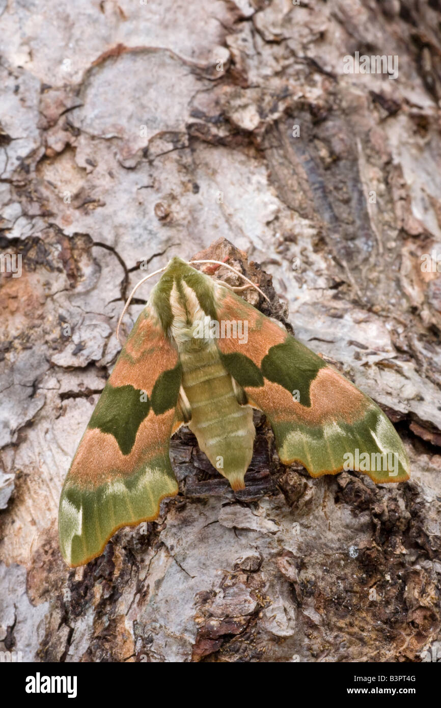 Female hawkmoth hi-res stock photography and images - Alamy