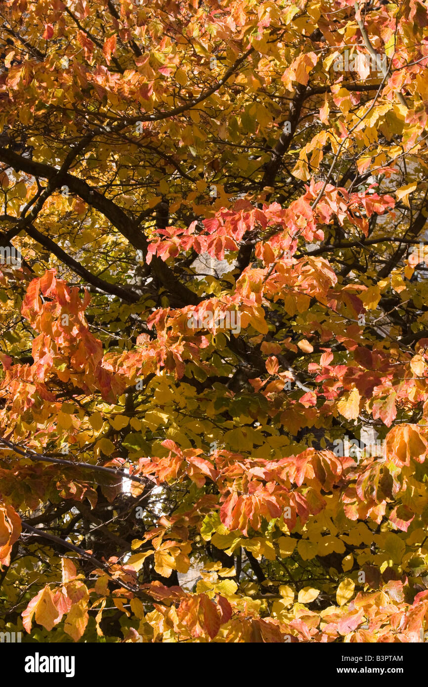 Autumnal leaves from Parrotia persica (Persian Ironwood Stock Photo - Alamy