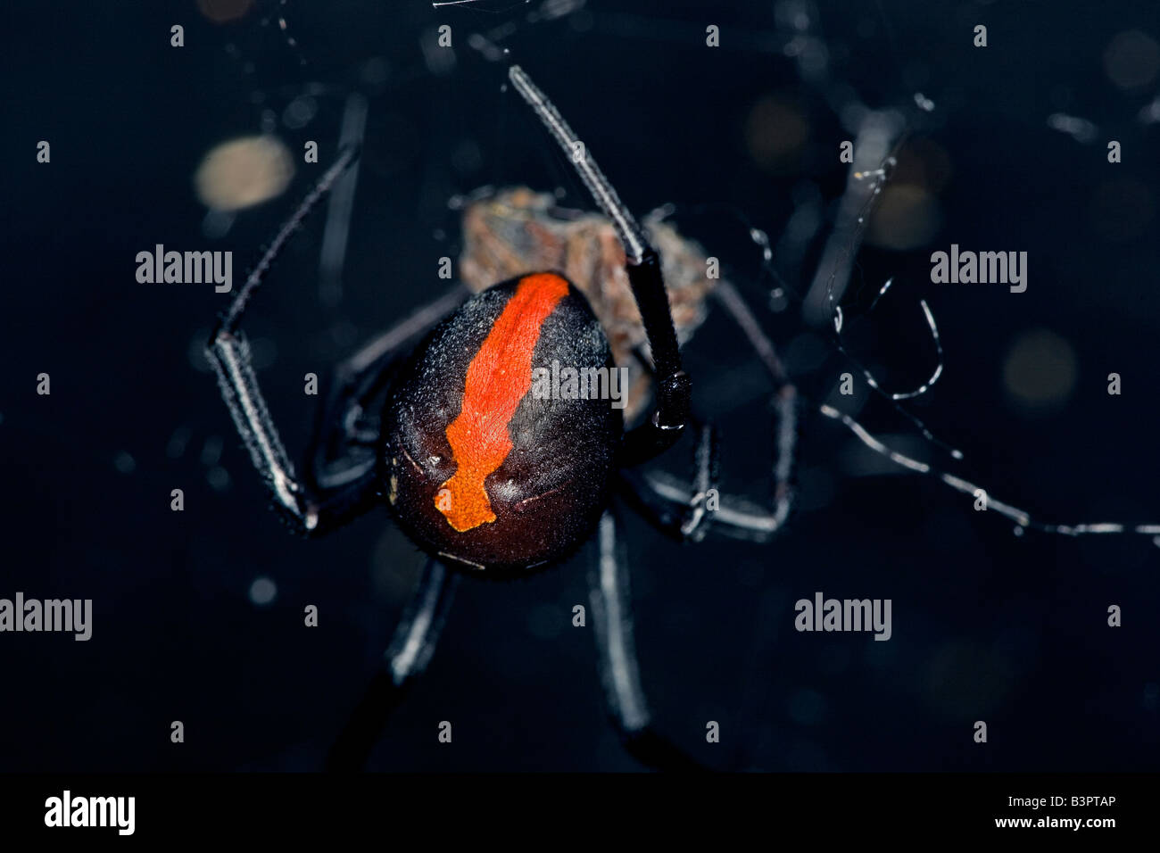 Female Redback spider (Latrodectus hasselti) in Australia. same species ...