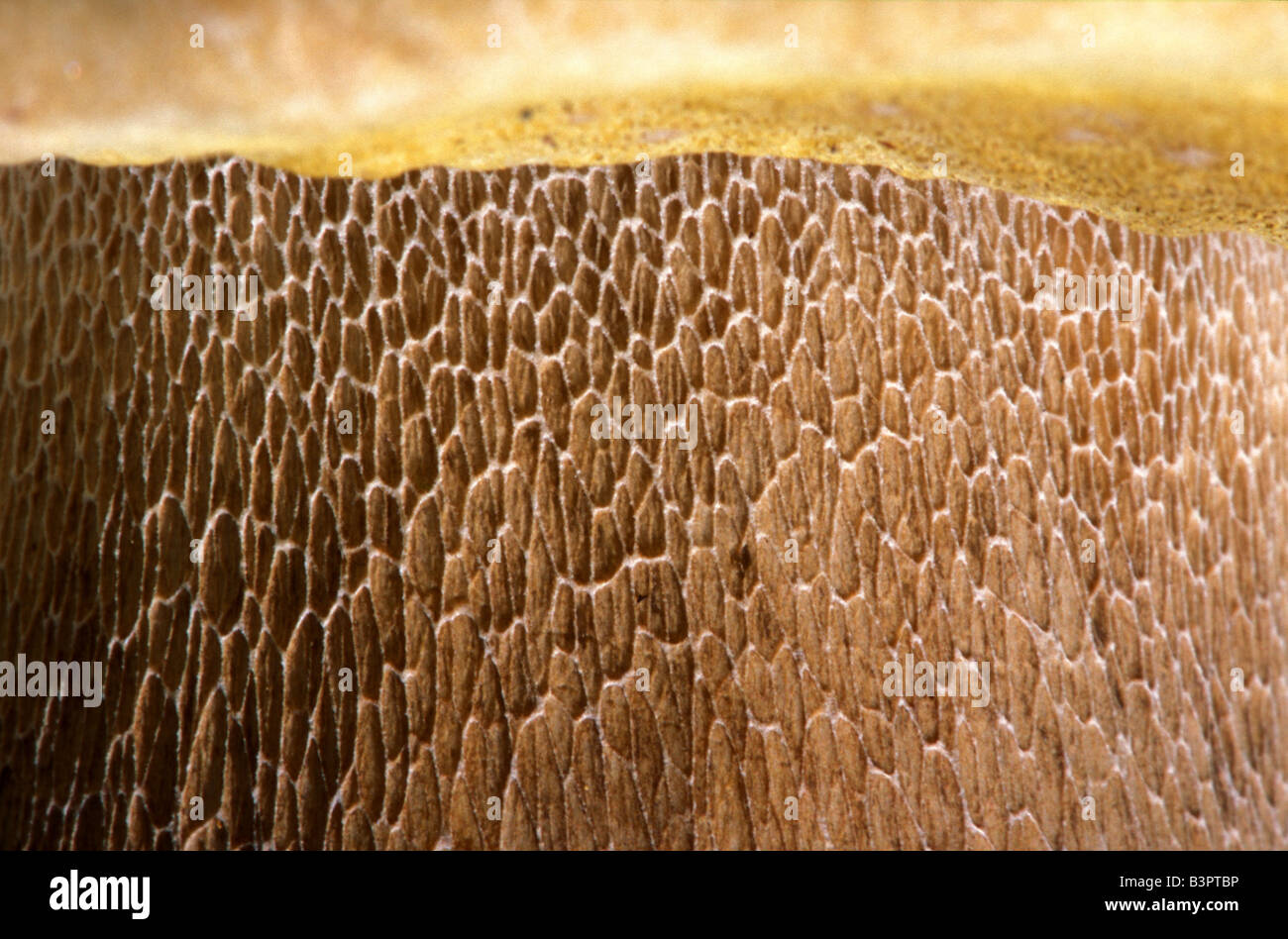 Detail of a pore mushroom, Italy Stock Photo - Alamy
